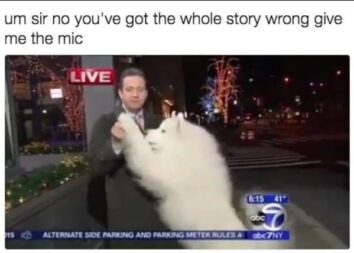 40 Funny Doggo Memes For Devoted Dog Owners And Animal Comedy ...