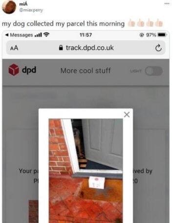 40 Funny Doggo Memes For Devoted Dog Owners And Animal Comedy ...