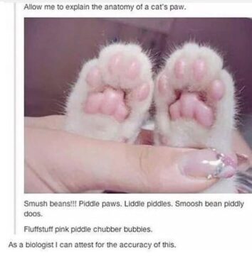 45 Funny Animal Memes To Help You Laugh Your Way Through The Shorter ...