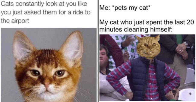 Purr-fectly Hilarious: This Week's Best Cat Memes For Feline ...