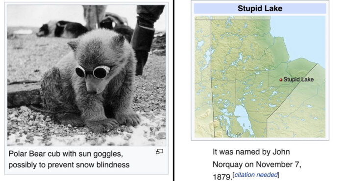40 Funny Memes And Strange Finds Diving Deep Into The Depths Of Wikipedia