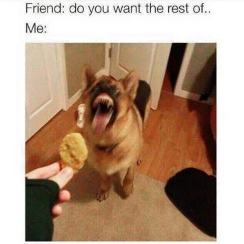 45 Funny Animal Memes To Help You Laugh Your Way Through The Shorter ...