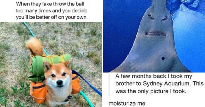 45 Funny Animal Memes To Help You Laugh Your Way Through The Shorter ...