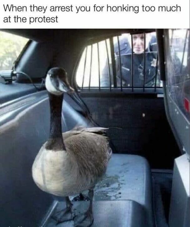 40 Hilariously Canadian Memes From The Friendly Folks Up North