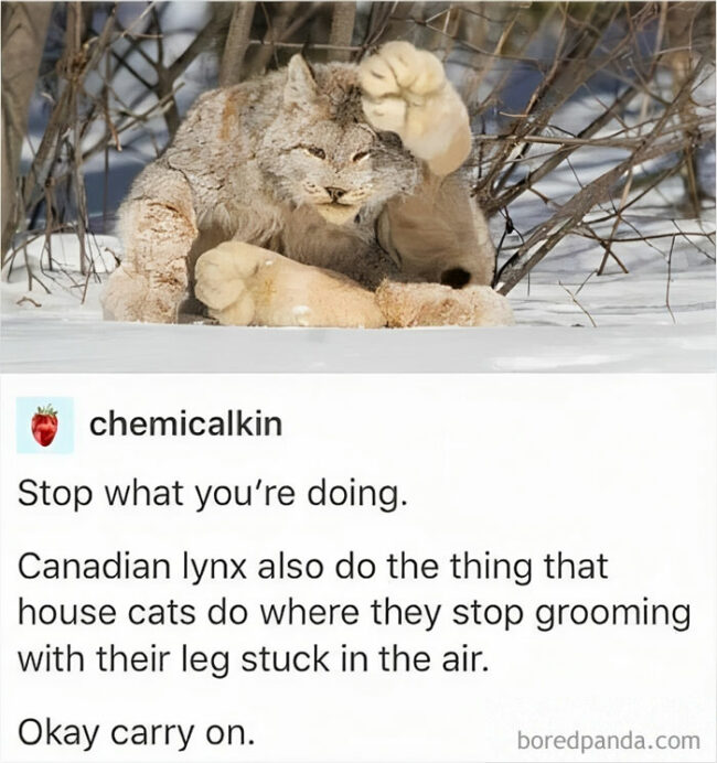 40 Hilariously Canadian Memes From The Friendly Folks Up North