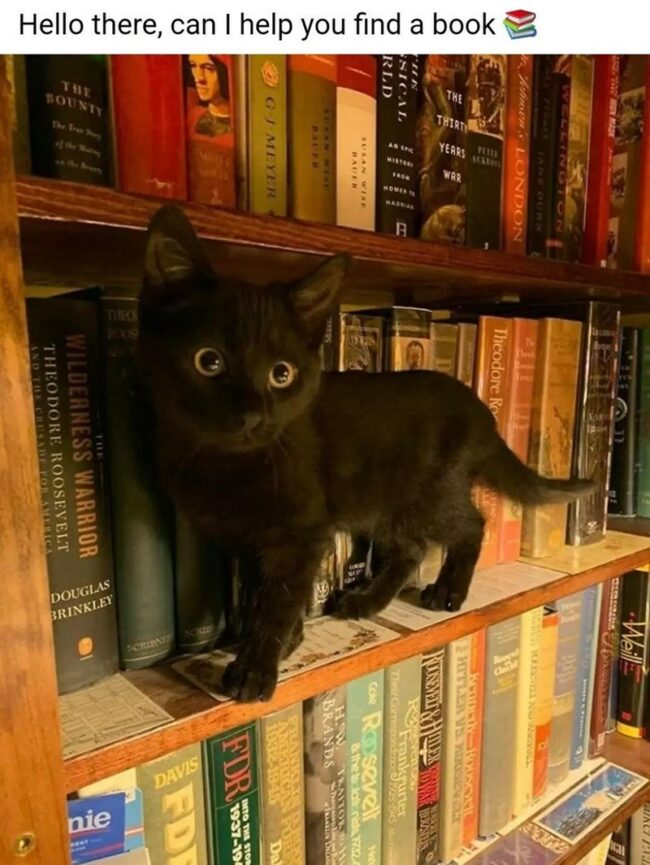 40 Funny Reading Memes For Literary Types Who Live For A Good Book