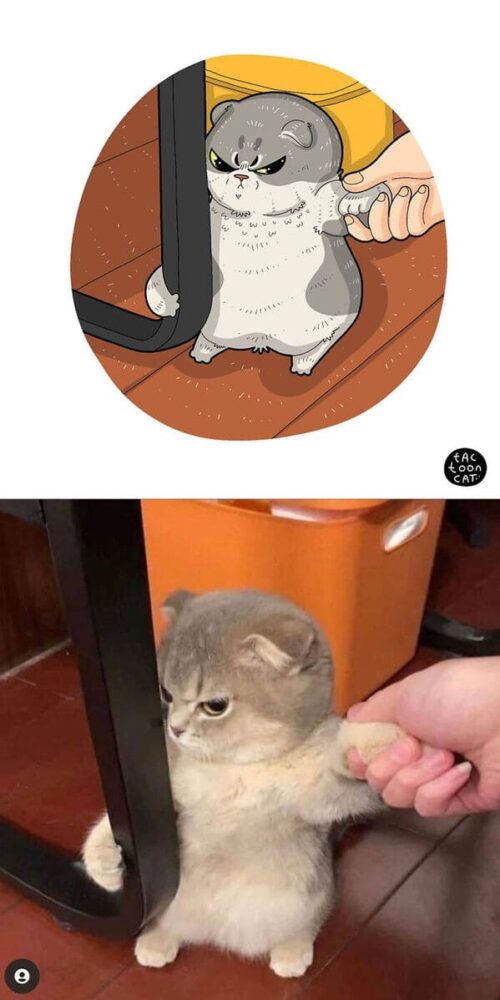 50 Funniest Internet-Famous Cat Pictures Turned Into Comics By Artist ...