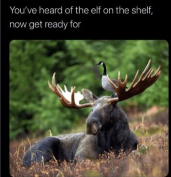 45 Funny Animal Memes To Help You Laugh Your Way Through The Shorter ...