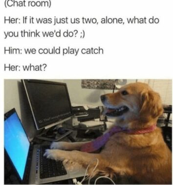 45 Funny Animal Memes To Help You Laugh Your Way Through The Shorter ...