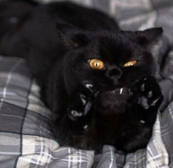 45 'Scrungy' Cats That Look Hilariously Surprised And Unprepared