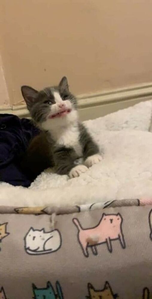 45 'Scrungy' Cats That Look Hilariously Surprised And Unprepared