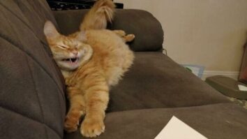 45 'Scrungy' Cats That Look Hilariously Surprised And Unprepared