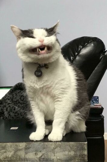 45 'Scrungy' Cats That Look Hilariously Surprised And Unprepared