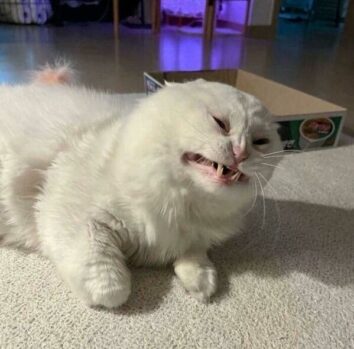 45 'Scrungy' Cats That Look Hilariously Surprised And Unprepared