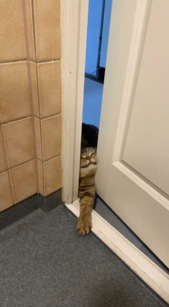 45 'Scrungy' Cats That Look Hilariously Surprised And Unprepared