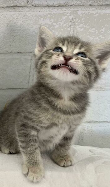 45 'Scrungy' Cats That Look Hilariously Surprised And Unprepared
