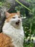 45 'Scrungy' Cats That Look Hilariously Surprised And Unprepared