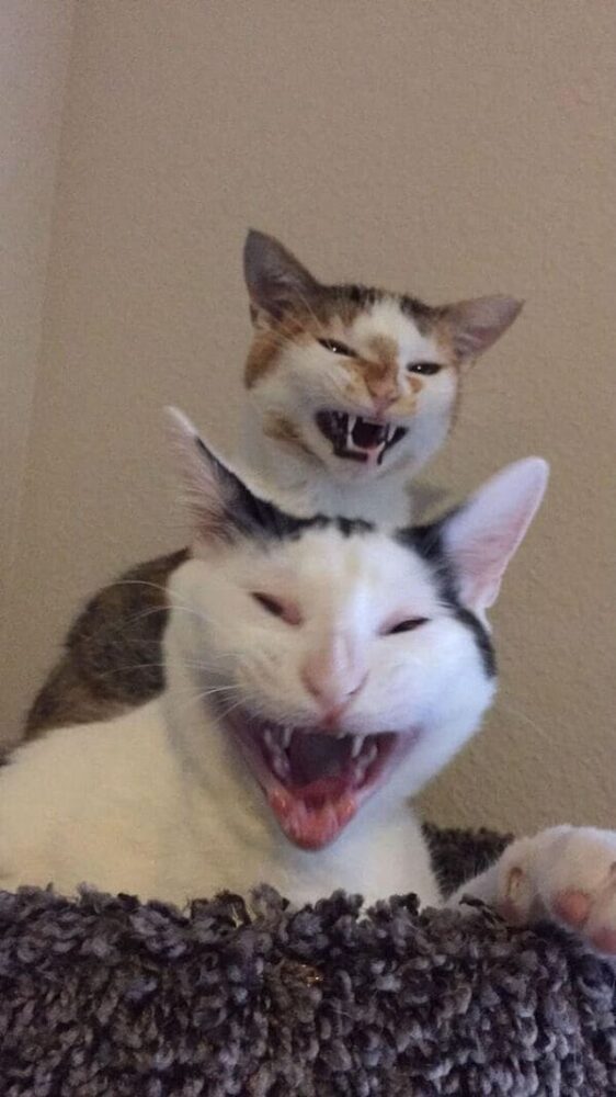 45 'Scrungy' Cats That Look Hilariously Surprised And Unprepared