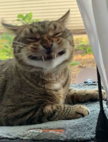 45 'Scrungy' Cats That Look Hilariously Surprised And Unprepared