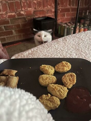 45 'Scrungy' Cats That Look Hilariously Surprised And Unprepared