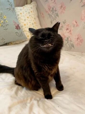 45 'Scrungy' Cats That Look Hilariously Surprised And Unprepared