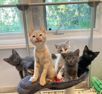 45 'Scrungy' Cats That Look Hilariously Surprised And Unprepared