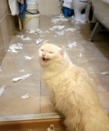 45 'Scrungy' Cats That Look Hilariously Surprised And Unprepared