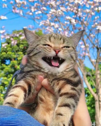 45 'Scrungy' Cats That Look Hilariously Surprised And Unprepared