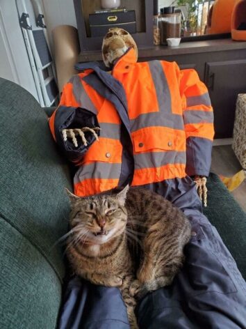 45 'Scrungy' Cats That Look Hilariously Surprised And Unprepared