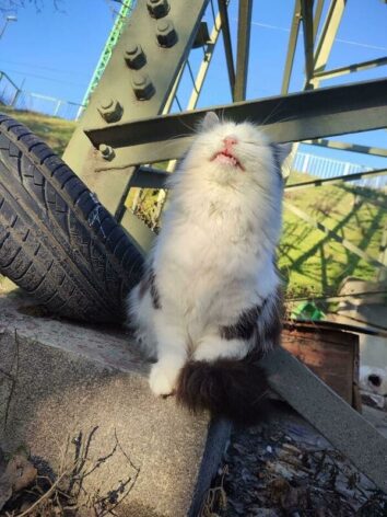 45 'Scrungy' Cats That Look Hilariously Surprised And Unprepared