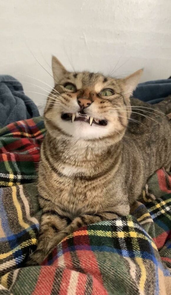 45 'Scrungy' Cats That Look Hilariously Surprised And Unprepared