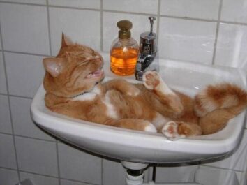 45 'Scrungy' Cats That Look Hilariously Surprised And Unprepared