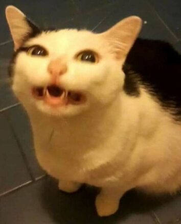 45 'Scrungy' Cats That Look Hilariously Surprised And Unprepared