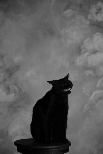 45 'Scrungy' Cats That Look Hilariously Surprised And Unprepared