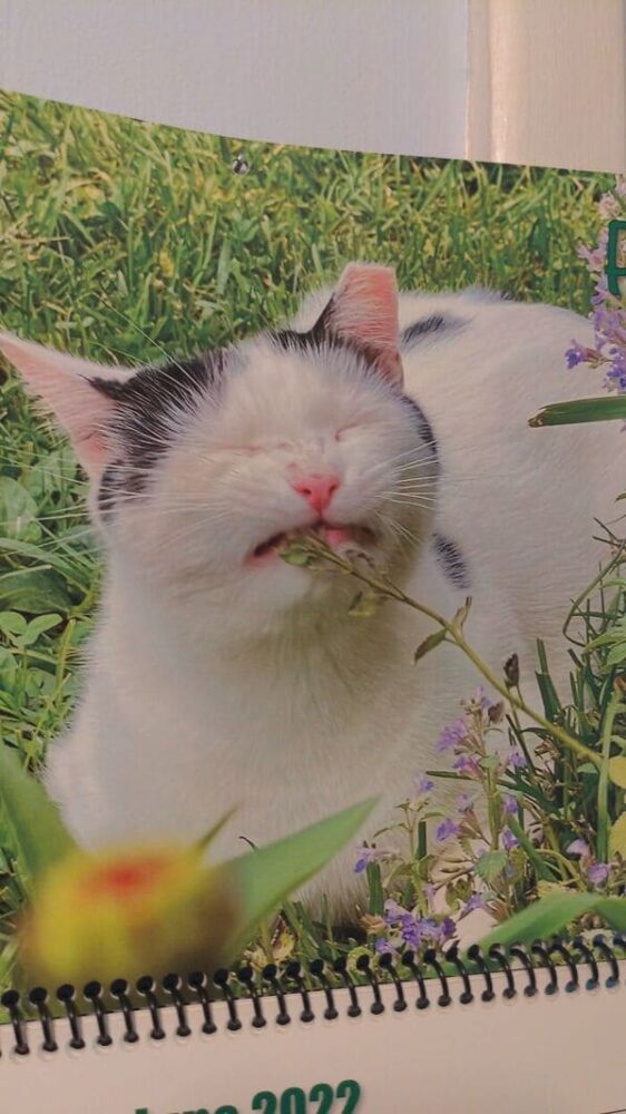 45 'Scrungy' Cats That Look Hilariously Surprised And Unprepared