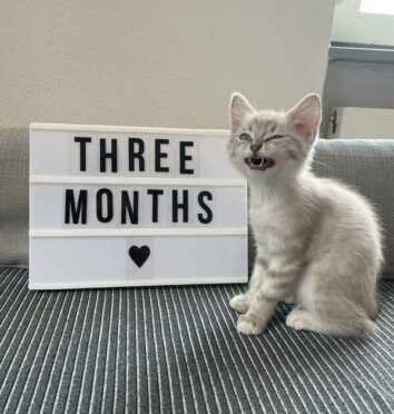 45 'Scrungy' Cats That Look Hilariously Surprised And Unprepared