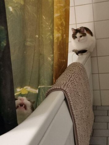 45 'Scrungy' Cats That Look Hilariously Surprised And Unprepared