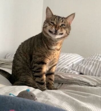 45 'Scrungy' Cats That Look Hilariously Surprised And Unprepared