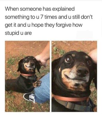 45 Funny Animal Memes To Help You Laugh Your Way Through The Shorter ...