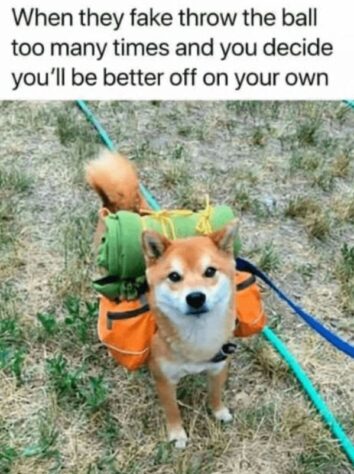 45 Funny Animal Memes To Help You Laugh Your Way Through The Shorter ...