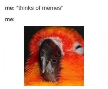 40 Of The Funniest, Mood-Boosting Animal Memes To Brighten Your Week ...