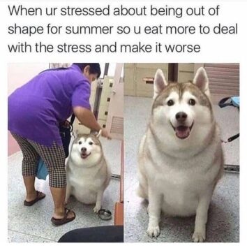45 Funny Animal Memes To Help You Laugh Your Way Through The Shorter ...