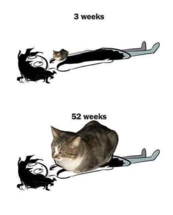 40 Funny Cat Memes For A Smooth Start To The Work Week (December 4, 2023)