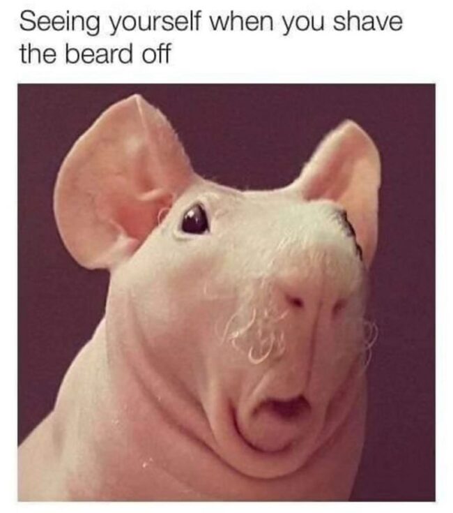 35 Hilariously Awkward Animals Memes Proving Not Everything They Do Is ...