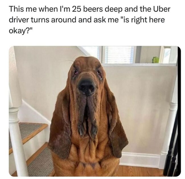 35 Hilariously Awkward Animals Memes Proving Not Everything They Do Is ...