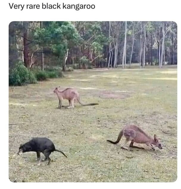 35 Hilariously Awkward Animals Memes Proving Not Everything They Do Is ...