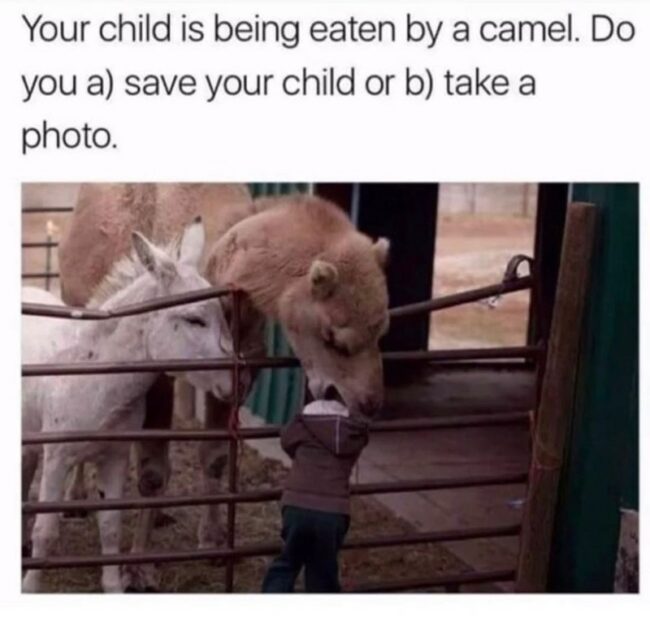 35 Hilariously Awkward Animals Memes Proving Not Everything They Do Is ...