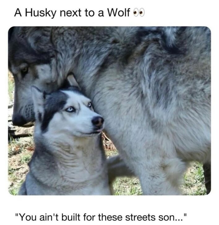 35 Hilariously Awkward Animals Memes Proving Not Everything They Do Is ...