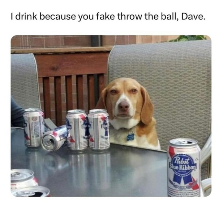 35 Hilariously Awkward Animals Memes Proving Not Everything They Do Is ...