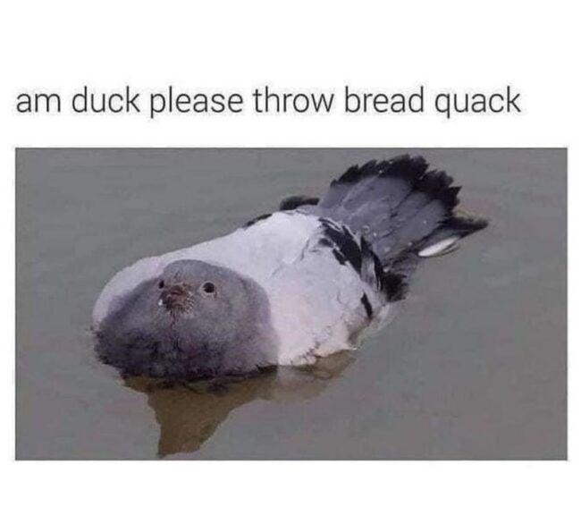 35 Hilariously Awkward Animals Memes Proving Not Everything They Do Is ...